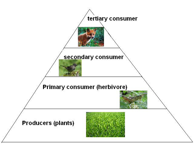 Energy Pyramids Tutorial | Sophia Learning